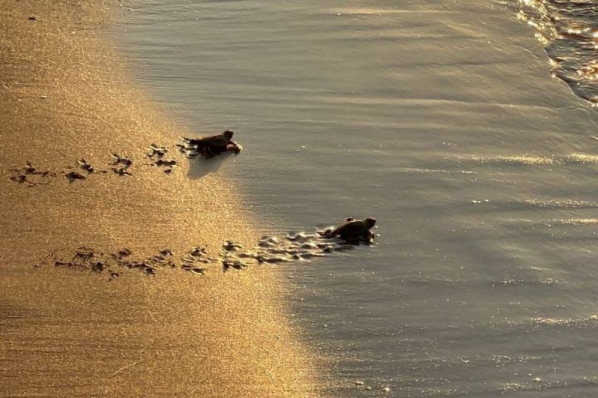 Sea turtles on Alagadi beach